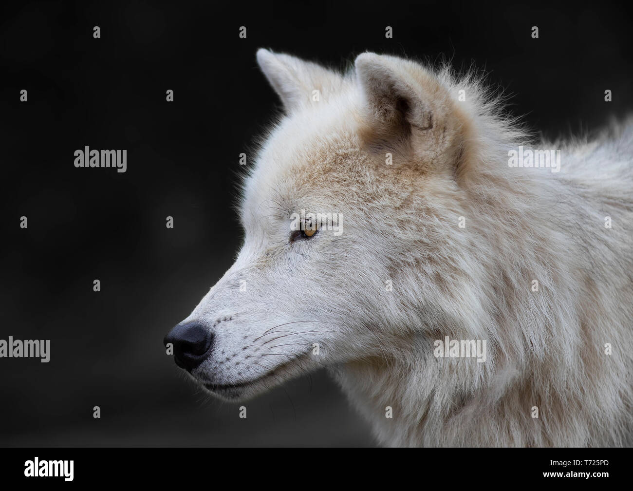 Arctic summer vertical hi-res stock photography and images - Alamy