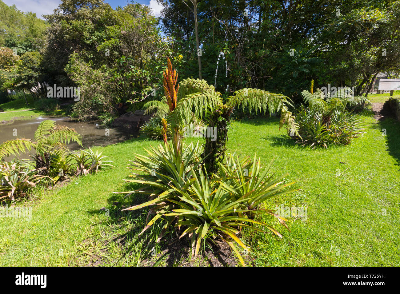 Aquatic plants in pond hi-res stock photography and images - Alamy
