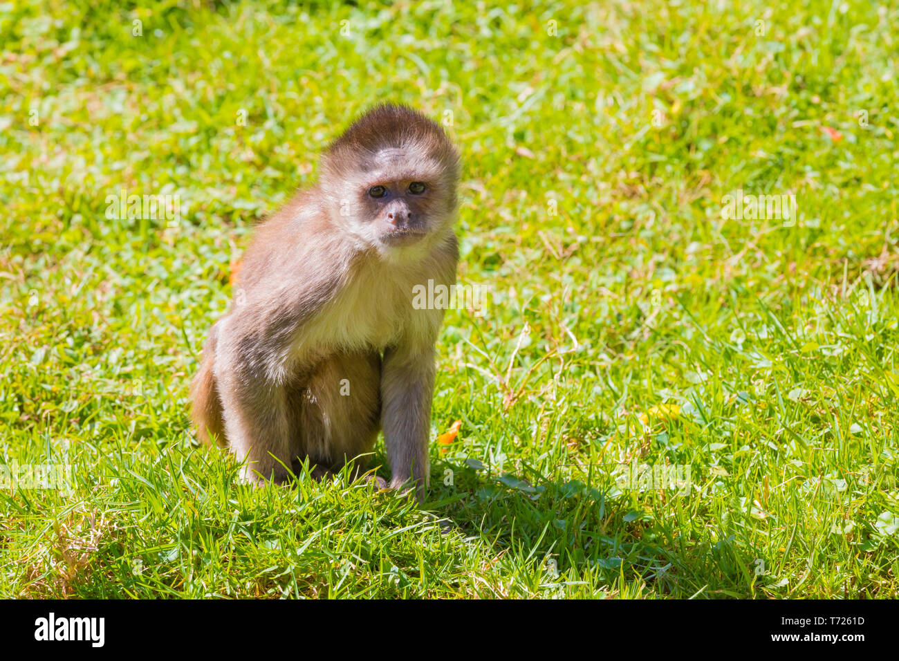 Small monkey hi-res stock photography and images - Alamy