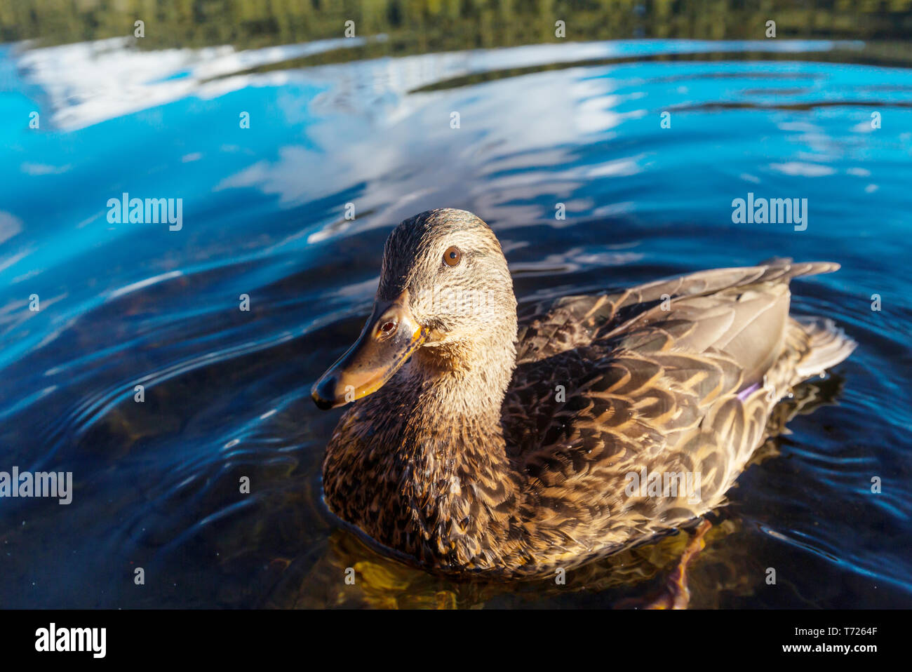 Duck sunlight hi-res stock photography and images - Alamy