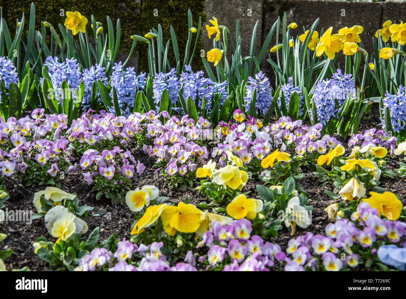 Colourful flower meadow in hi-res stock photography and images - Alamy