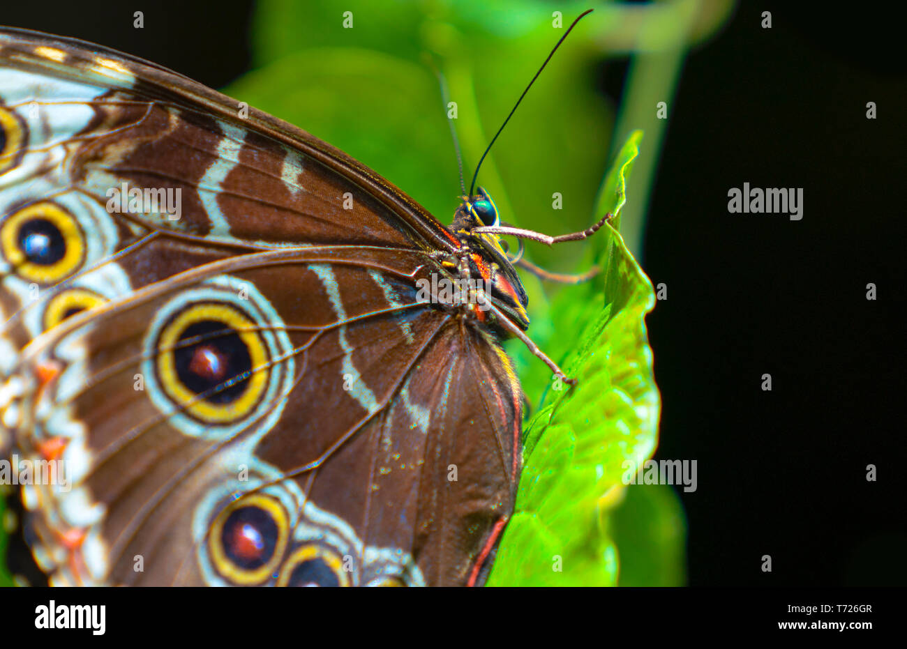 Morpho peleides (Blue Morpho) on green foliage Stock Photo - Alamy