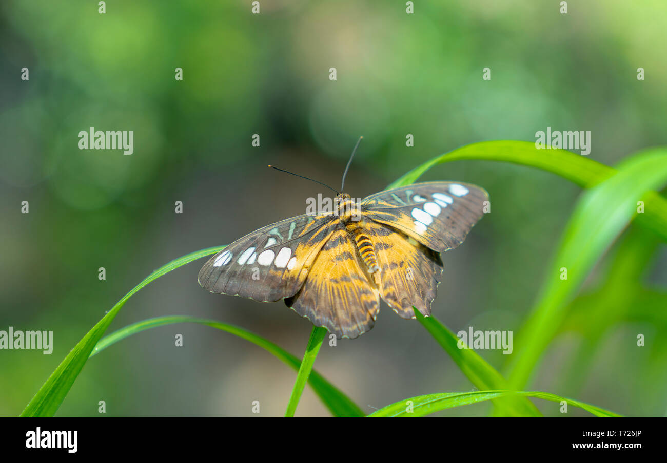 The Clipper species of nymphalid butterfly (Parthenos sylvia Stock ...