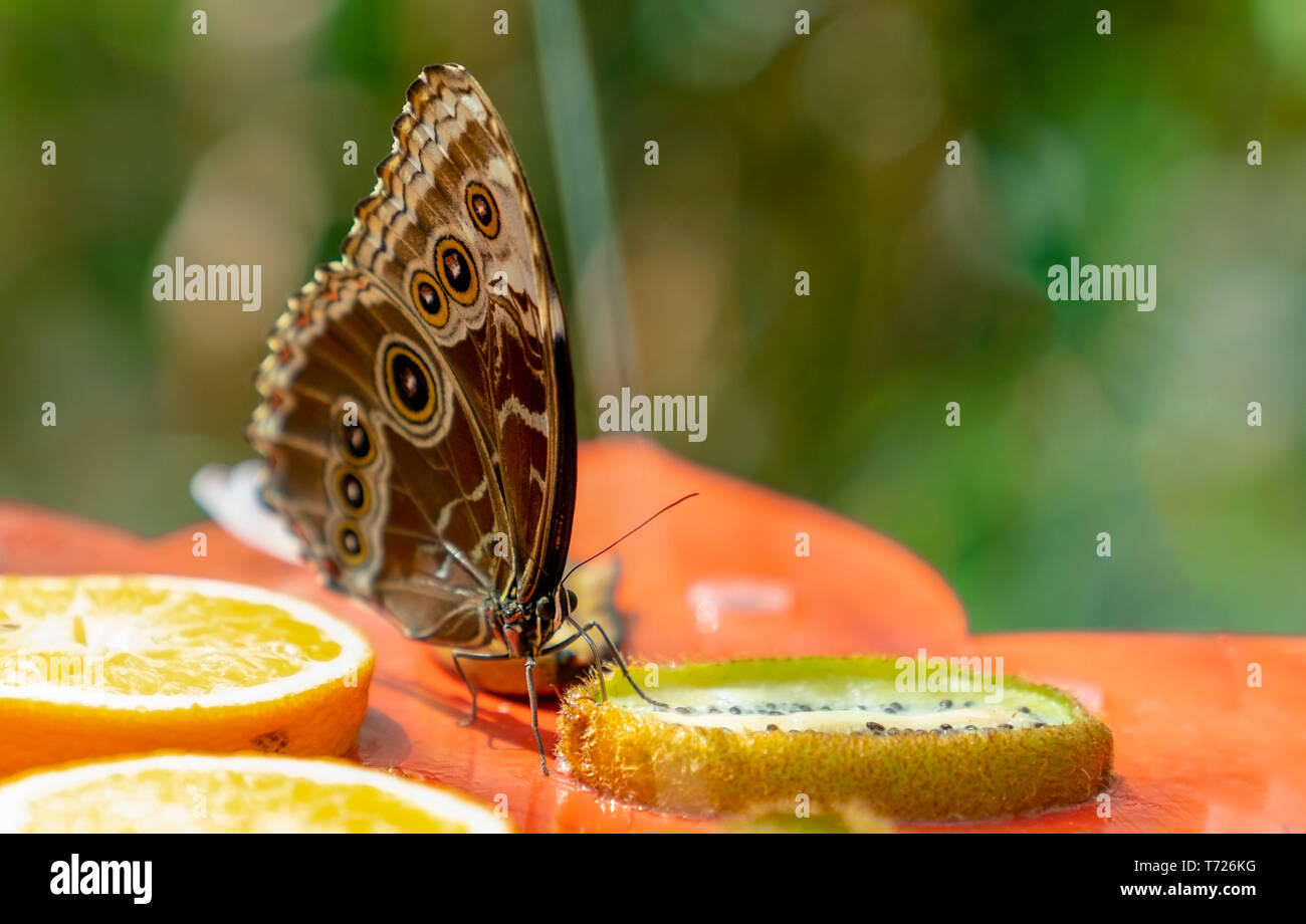 Blue Morpho Butterfly Eating