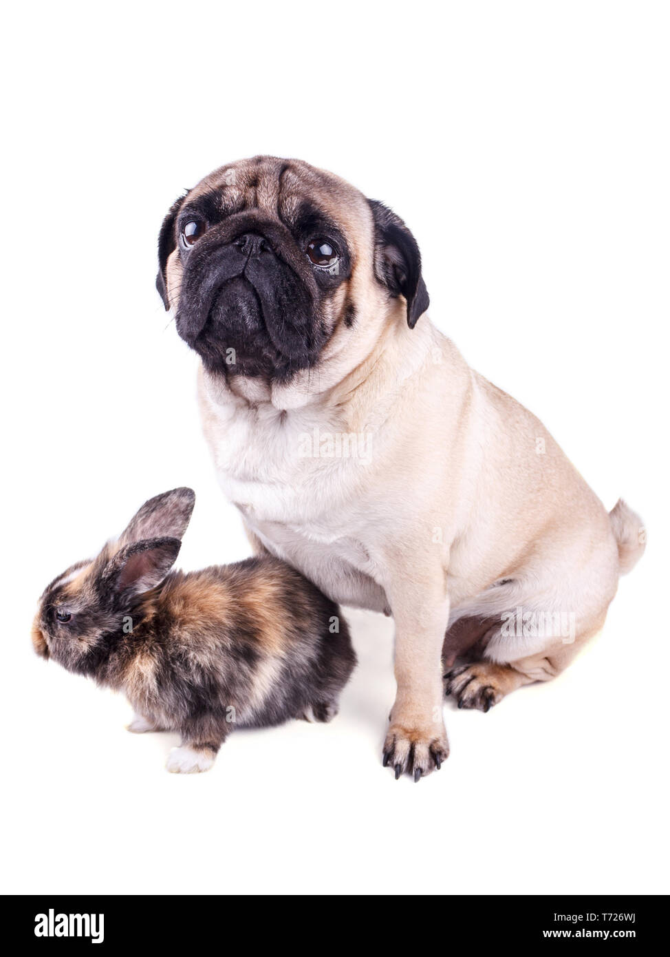 Dog pug and tricolor rabbit on a white background Stock Photo - Alamy