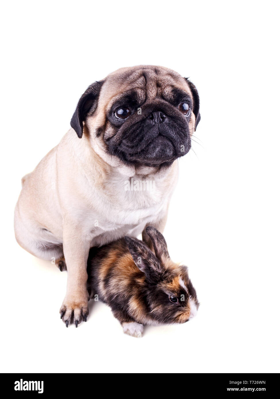 Dog pug and tricolor rabbit on a white background Stock Photo - Alamy