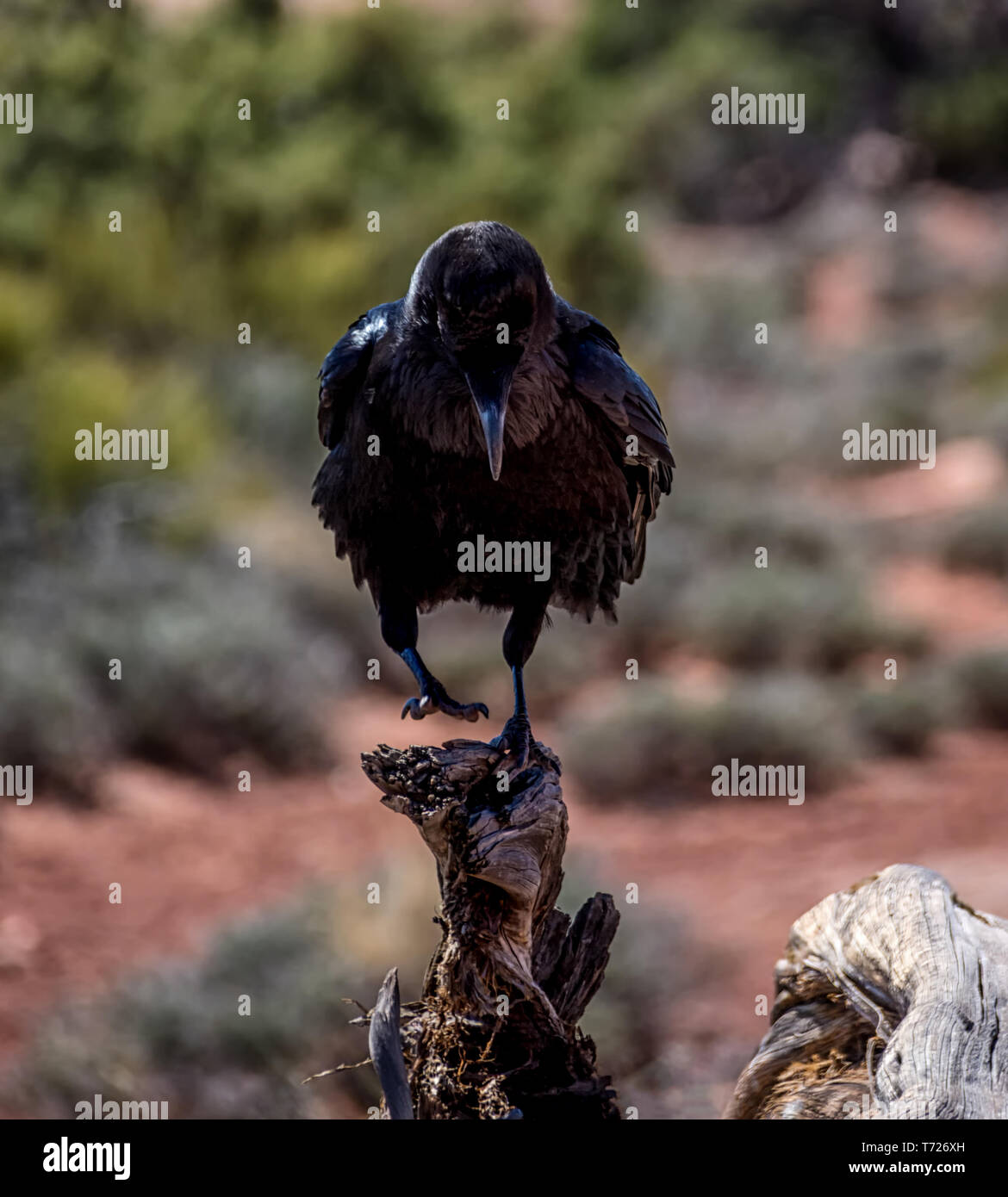 An American Crow hopping on a tree stump Stock Photo - Alamy
