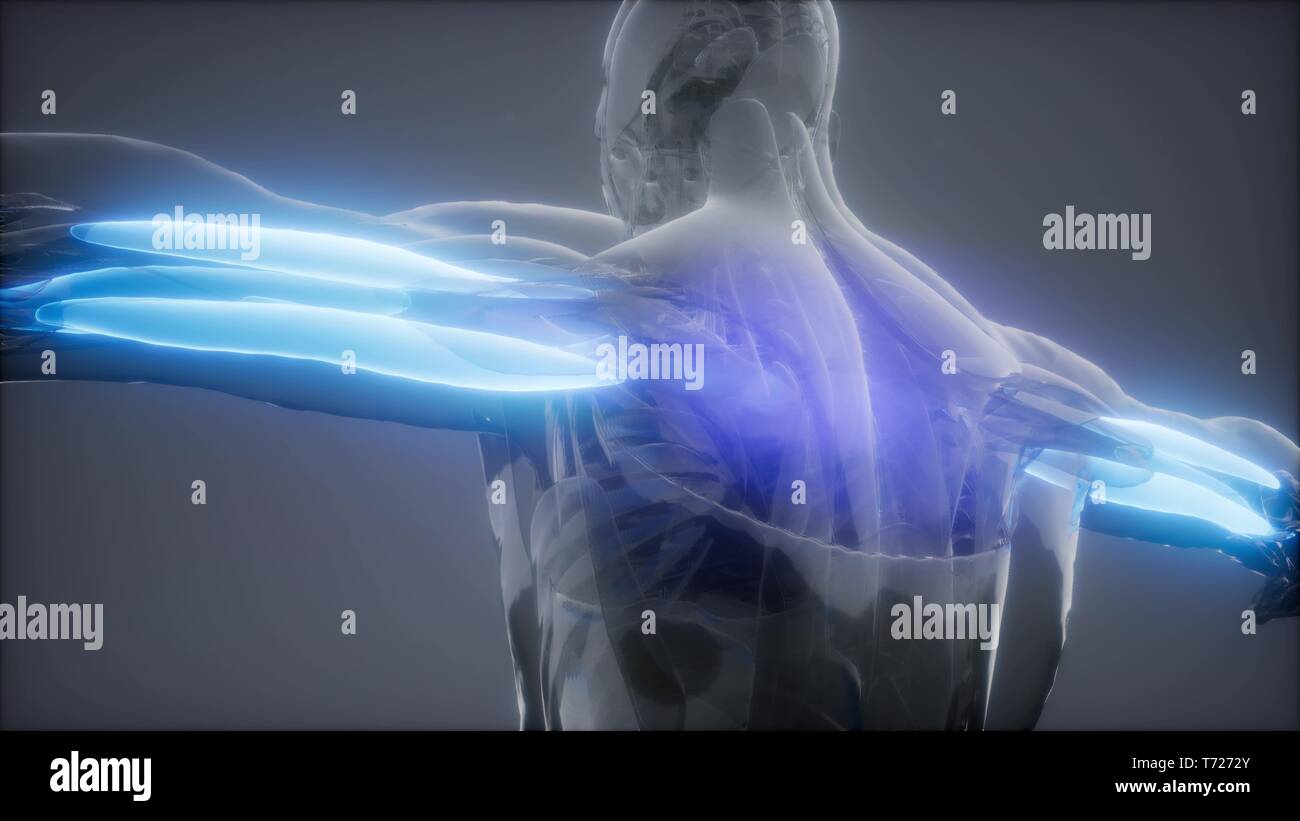 triceps - Visible muscle anatomy map Stock Photo - Alamy