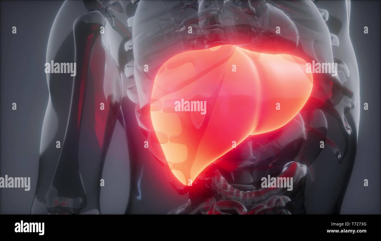 Human Liver Radiology Exam Stock Photo - Alamy