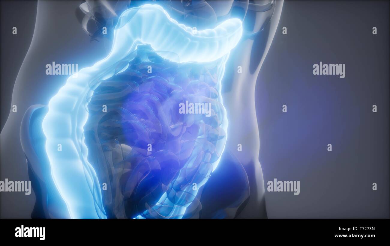 Human Colon Radiology Exam Stock Photo - Alamy
