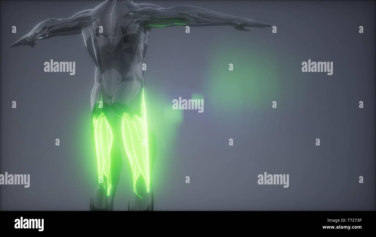 thigh muscles - Visible muscle anatomy map Stock Photo - Alamy