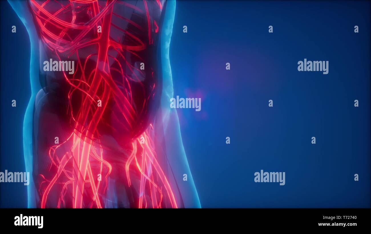 Blood Vessels of Human Body Stock Photo - Alamy