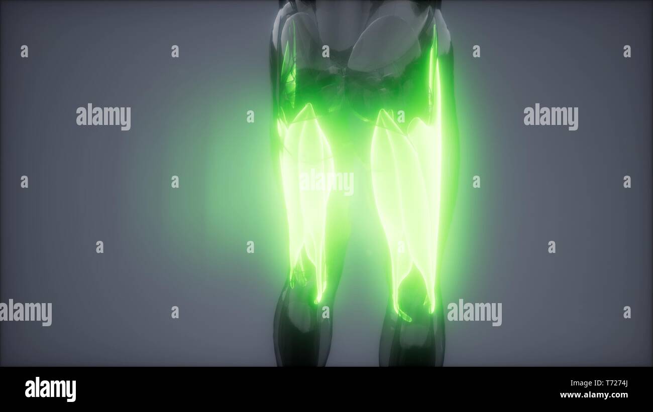 Musclemap hi-res stock photography and images - Alamy