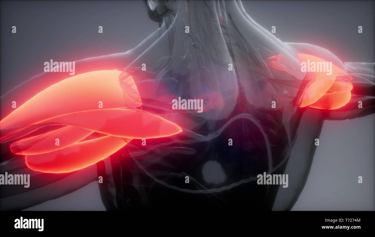 deltoid - Visible muscle anatomy map Stock Photo - Alamy