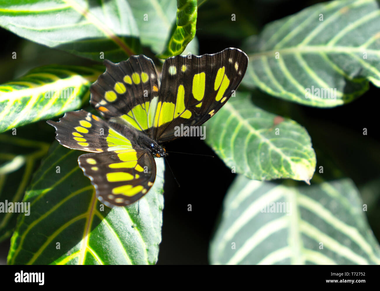 Pretty malachite hi-res stock photography and images - Alamy