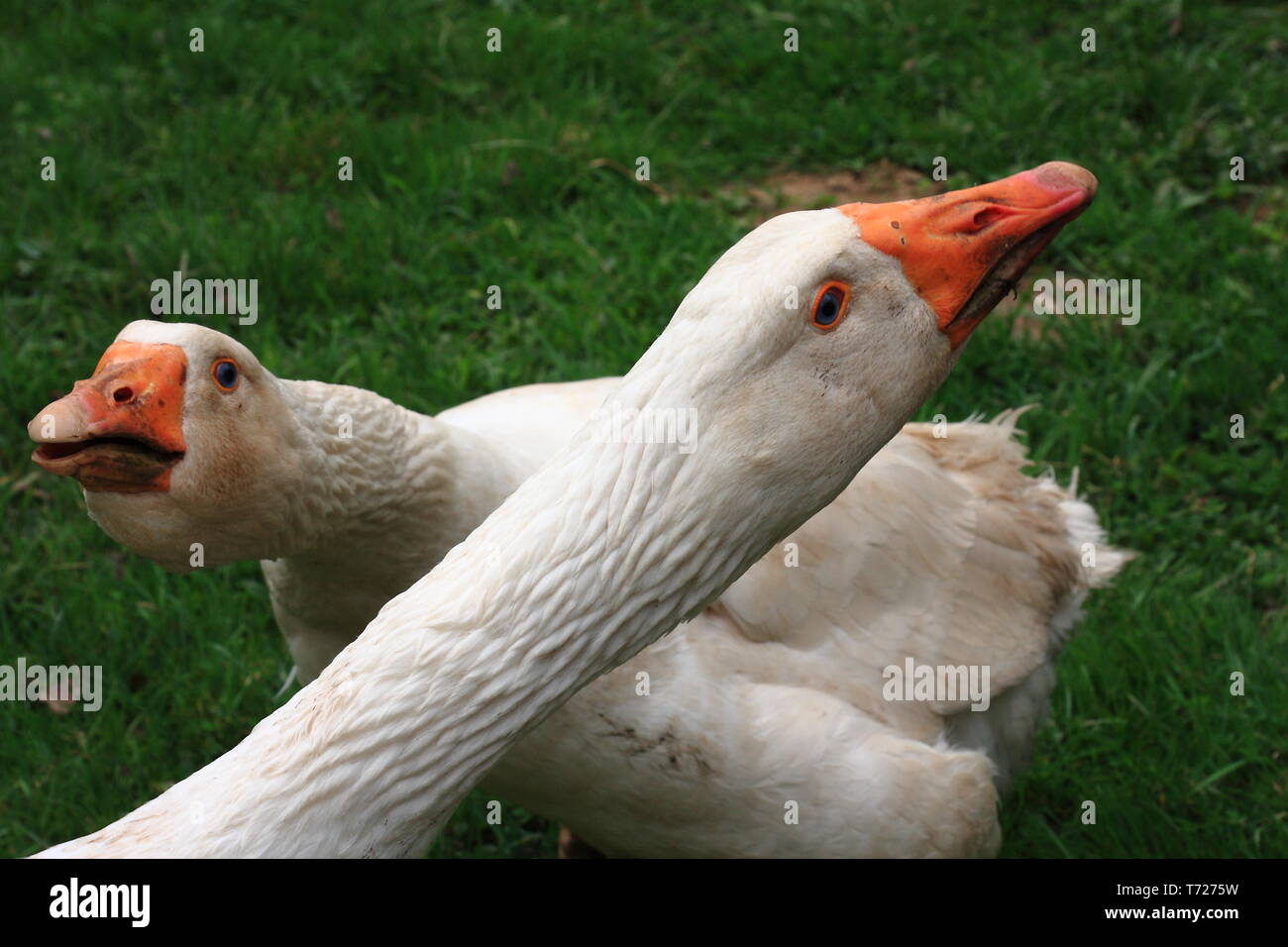 Quacking hi-res stock photography and images - Alamy