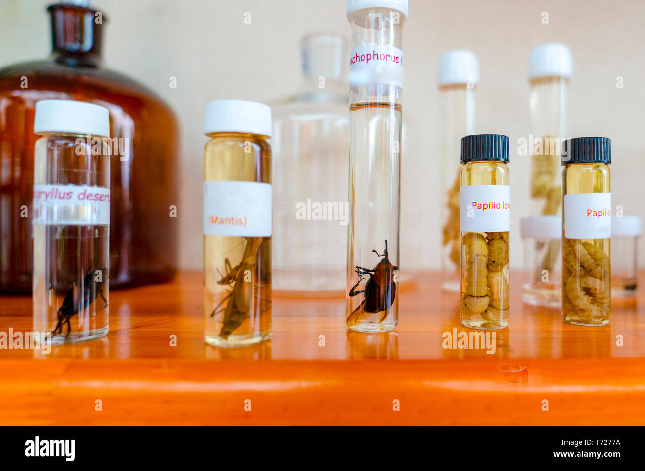 Glass tubes with various insects Stock Photo - Alamy