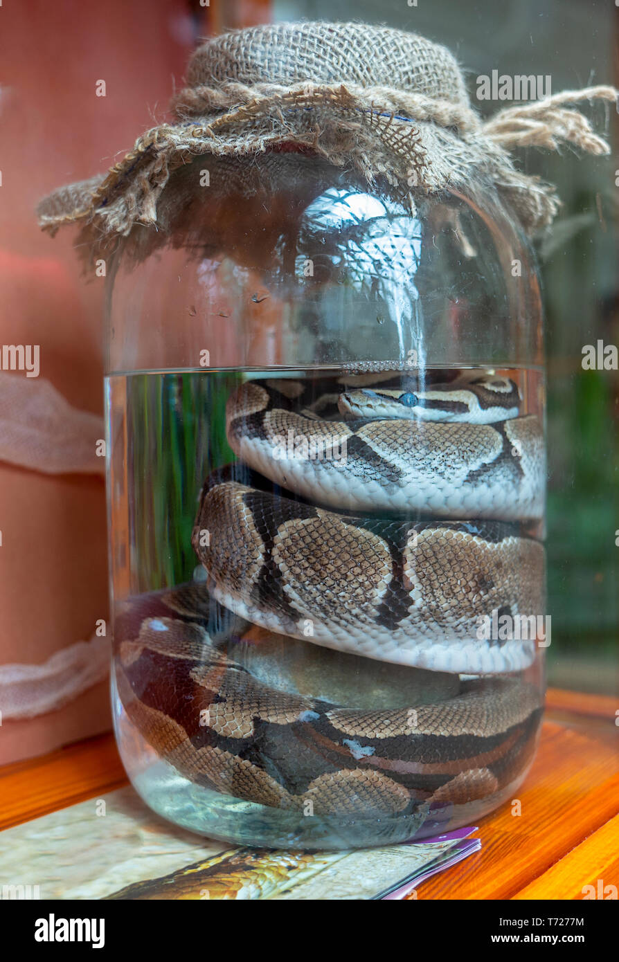 Snake in jar hi-res stock photography and images - Alamy