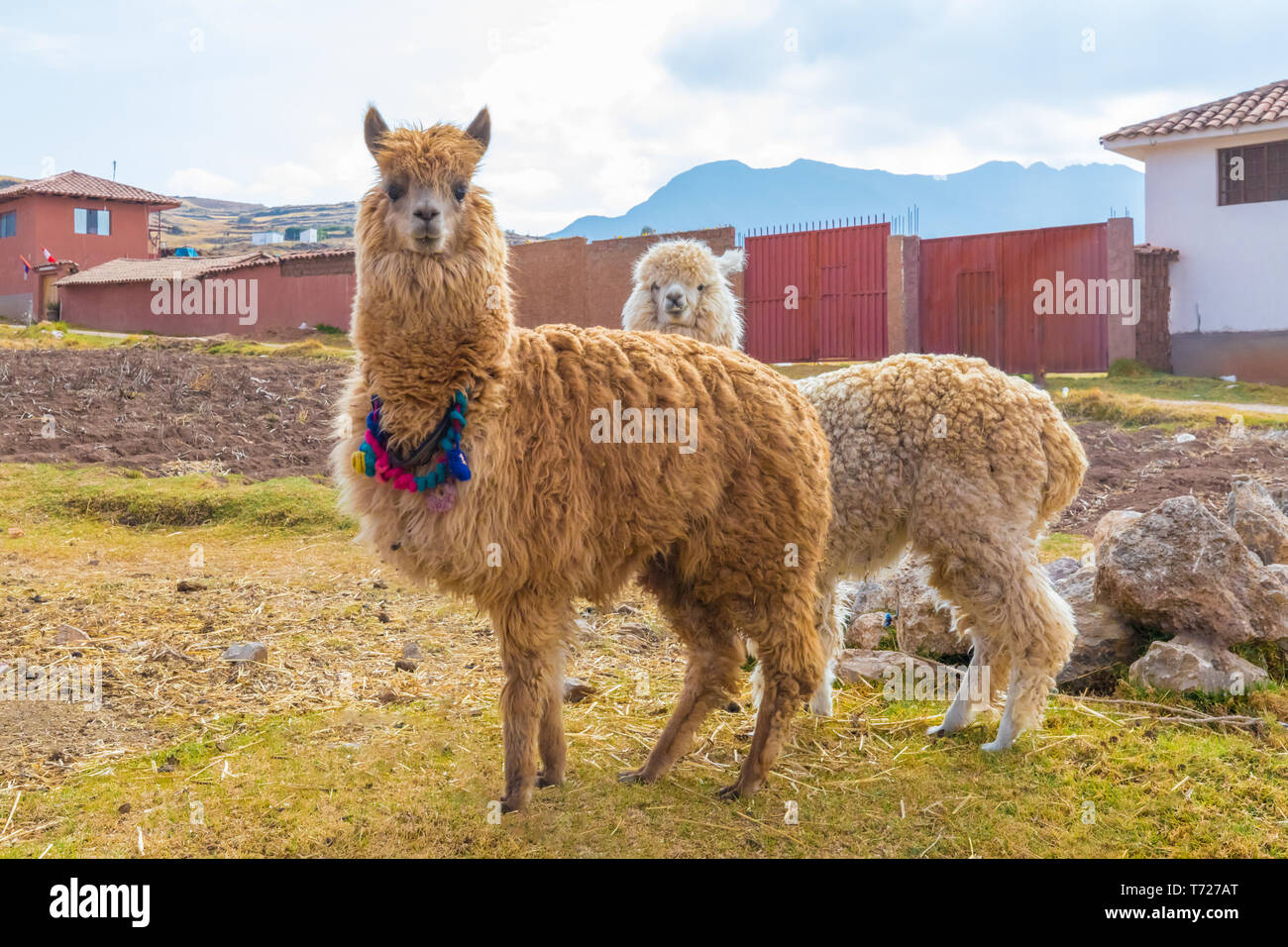 Alpaca Peruana World's Finest Alpaca Fiber Produced Using Petroperu's
