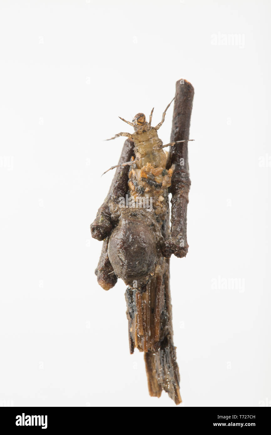 Caddisfly larvae hi-res stock photography and images - Alamy