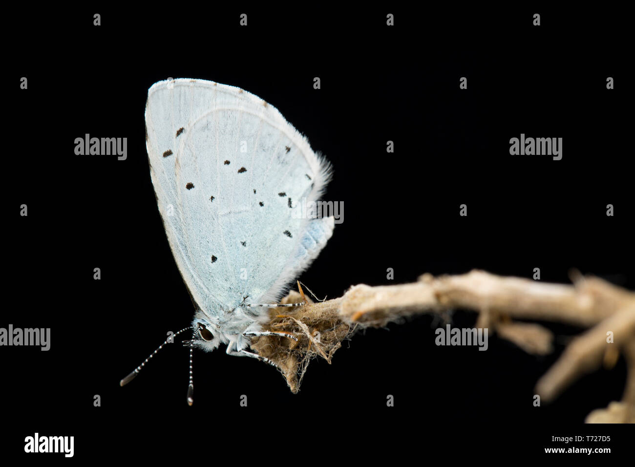 Holly blue butterfly uk hi-res stock photography and images - Alamy