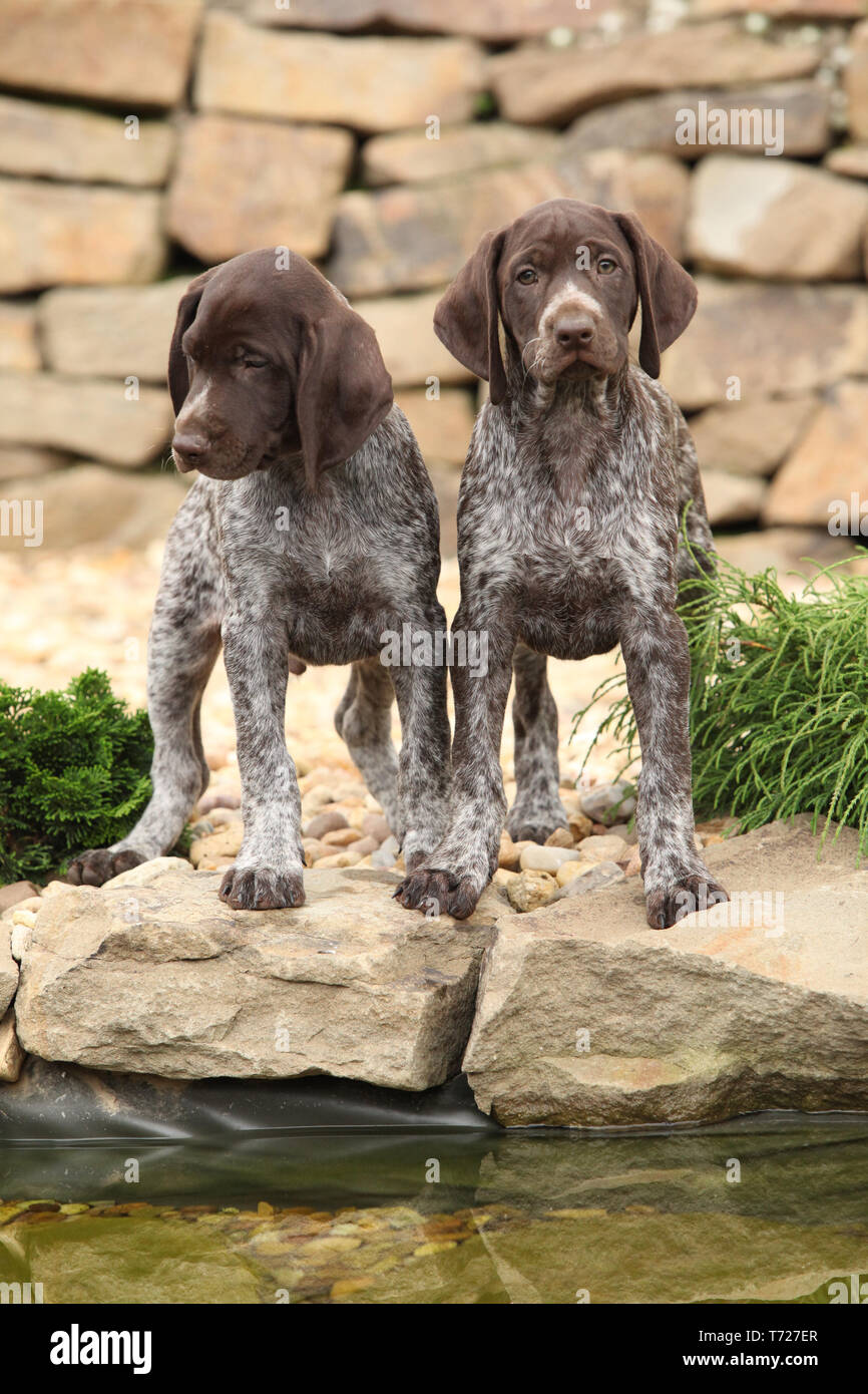 Adorable puppies of Deutscher Kurzhaariger Vorstehhund in the garden ...