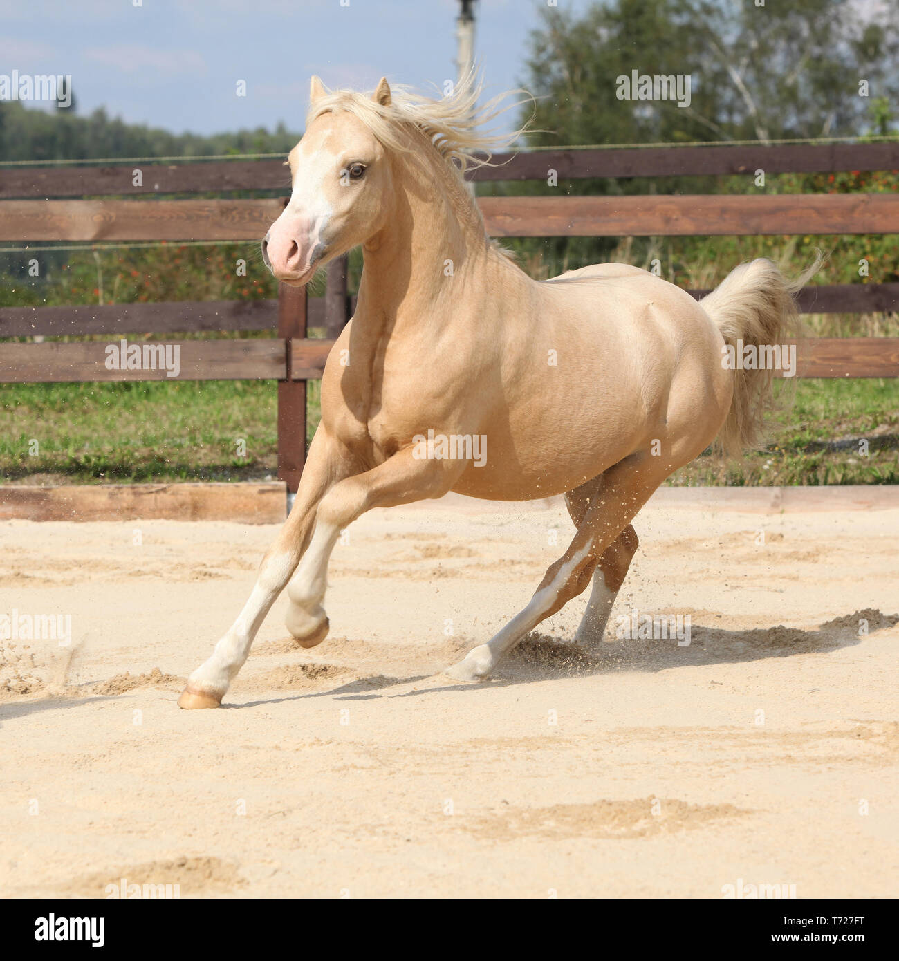 Gorgeous palomino stallion running on the sand Stock Photo - Alamy