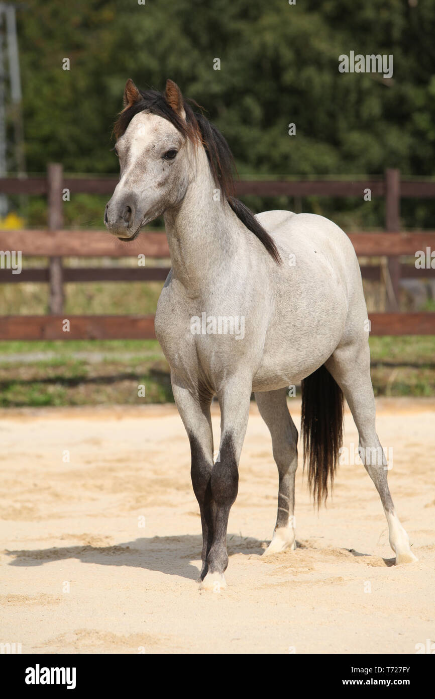Adorable grey welsh mountain pony standing on sand Stock Photo - Alamy