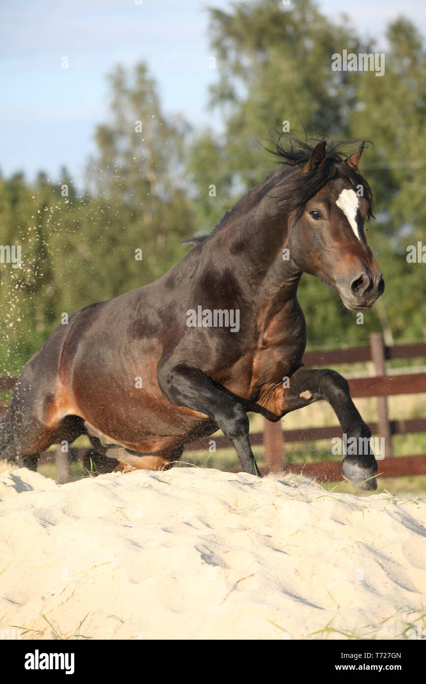 Gorgeous brown welsh cob jumping on the sand Stock Photo - Alamy