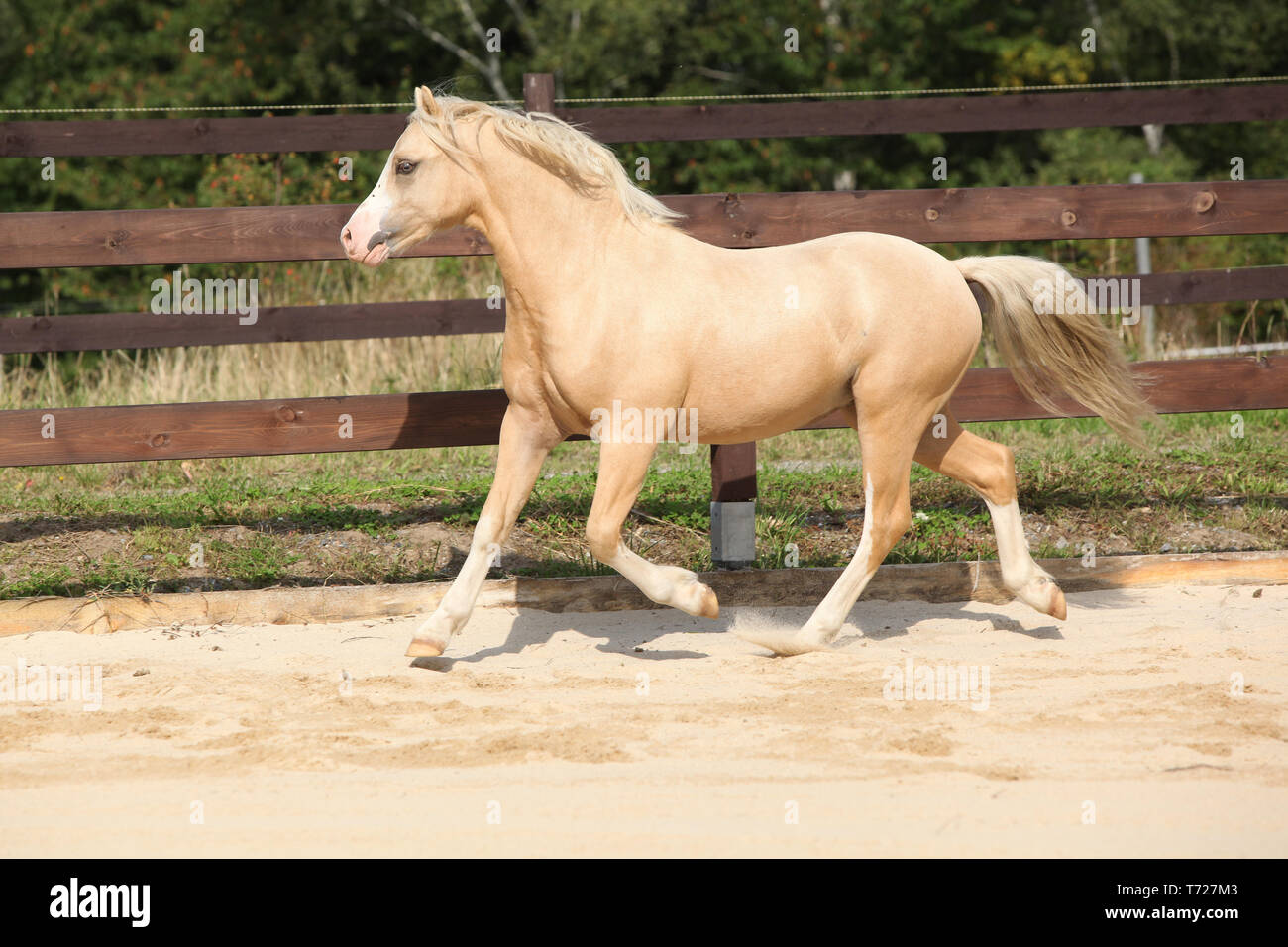 Palomino welsh pony stallion hi-res stock photography and images - Alamy