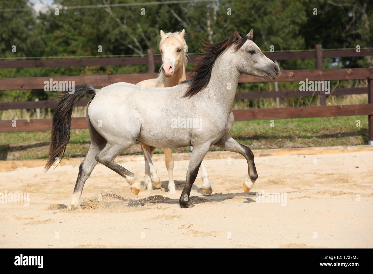 Beautiful welsh mountain pony stallion running together Stock Photo - Alamy