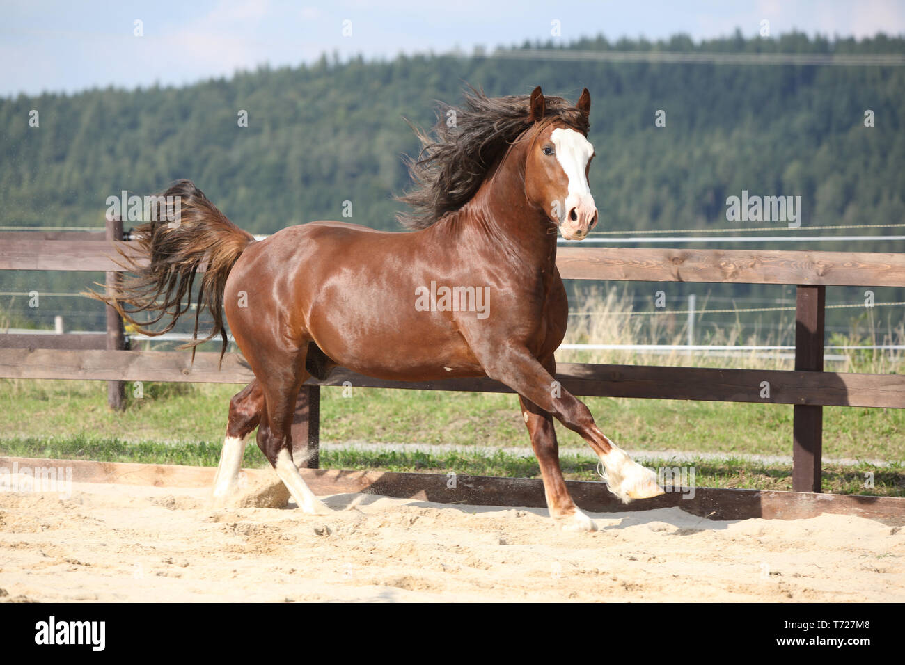 Stalion High Resolution Stock Photography and Images - Alamy