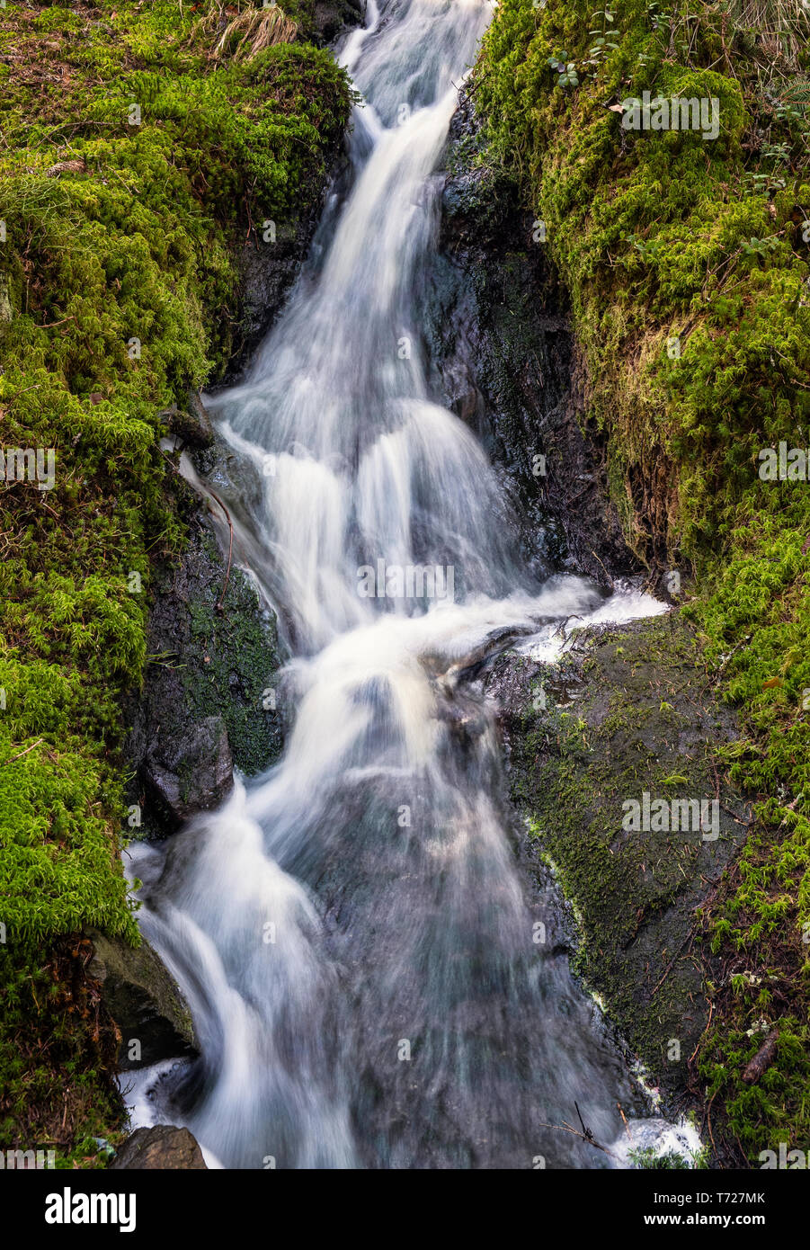 Little idyllic forest stream flowing in long exposure shot with green ...