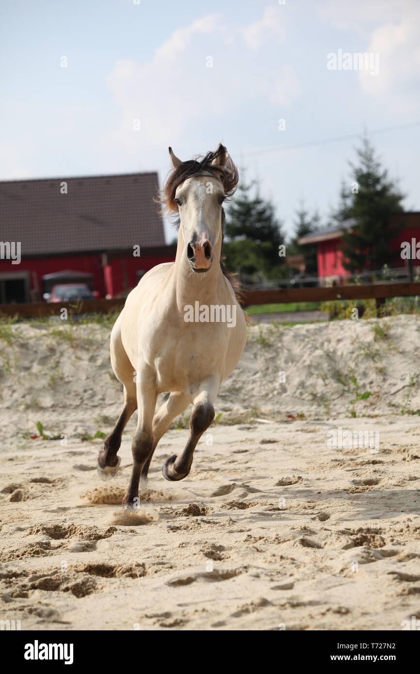 Beautiful palomino horse running on the sand Stock Photo - Alamy