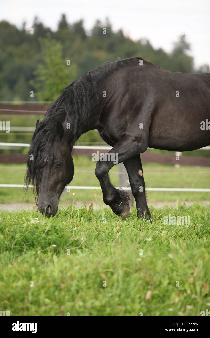 Beautiful black welsh cob on pasturage Stock Photo - Alamy