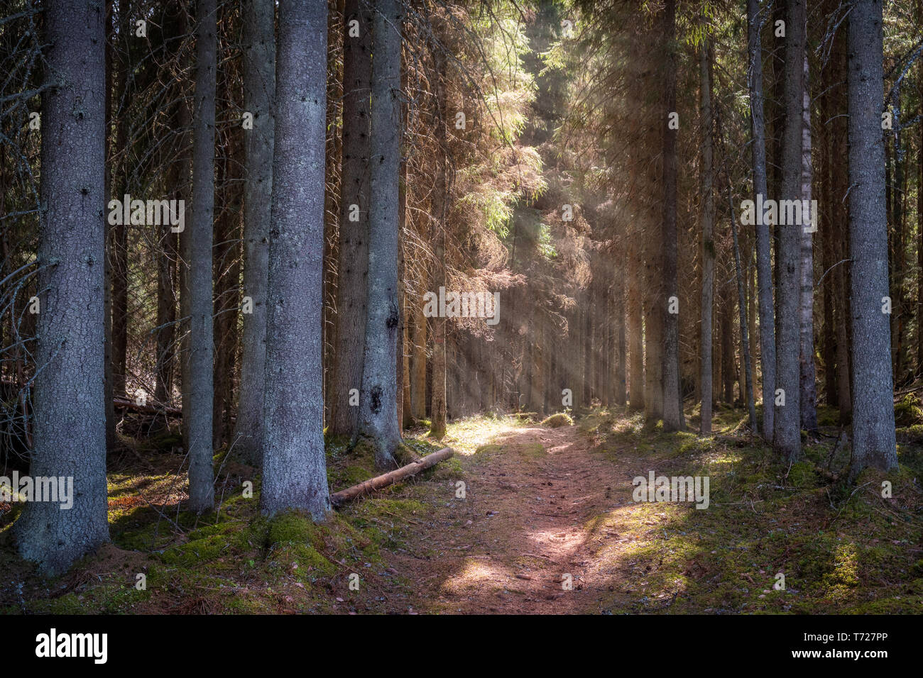 Idyllic forest path with sunlight and sun beams rays at sunny summer ...