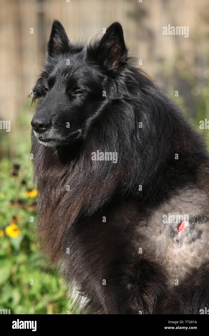 Groenendael hi-res stock photography and images - Alamy