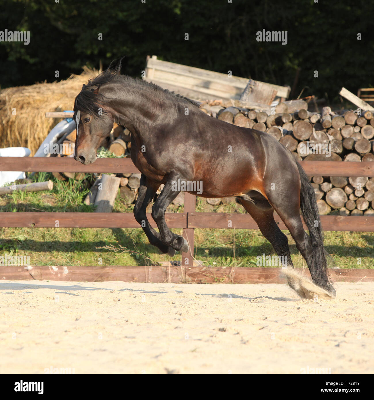 Gorgeous brown welsh cob jumping on the sand Stock Photo - Alamy