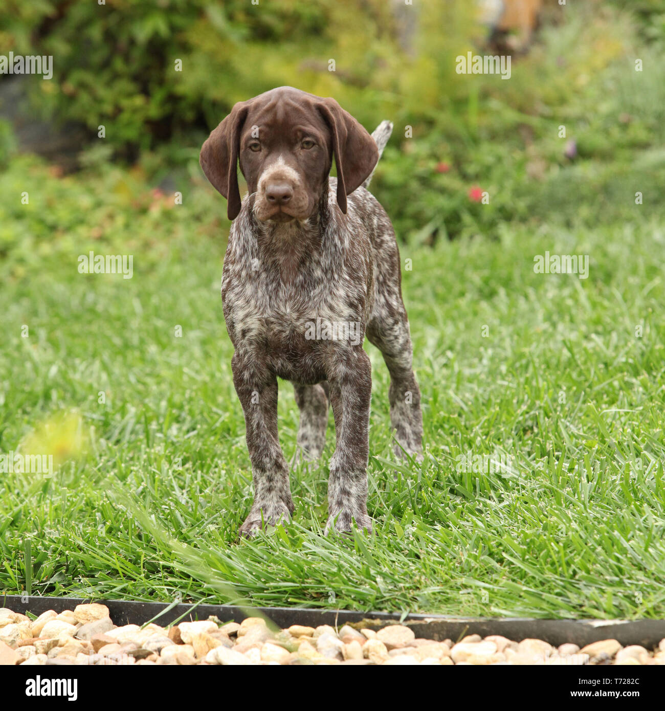 Deutscher kurzhaariger vorstehhund hi-res stock photography and images ...