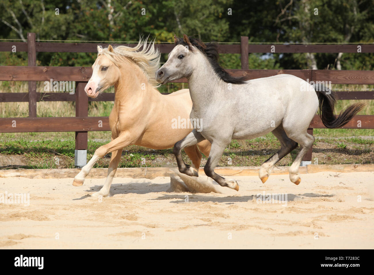 Beautiful welsh mountain pony stallion running together Stock Photo - Alamy