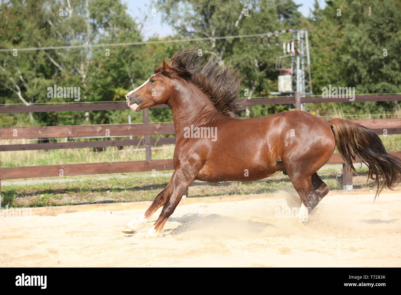 Stalion hi-res stock photography and images - Alamy