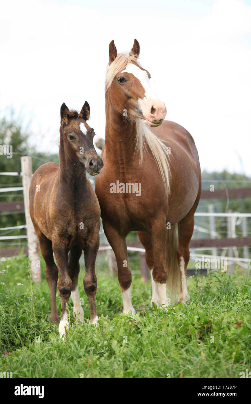 Brown mare with long mane standing next to the foal on pasturage Stock ...