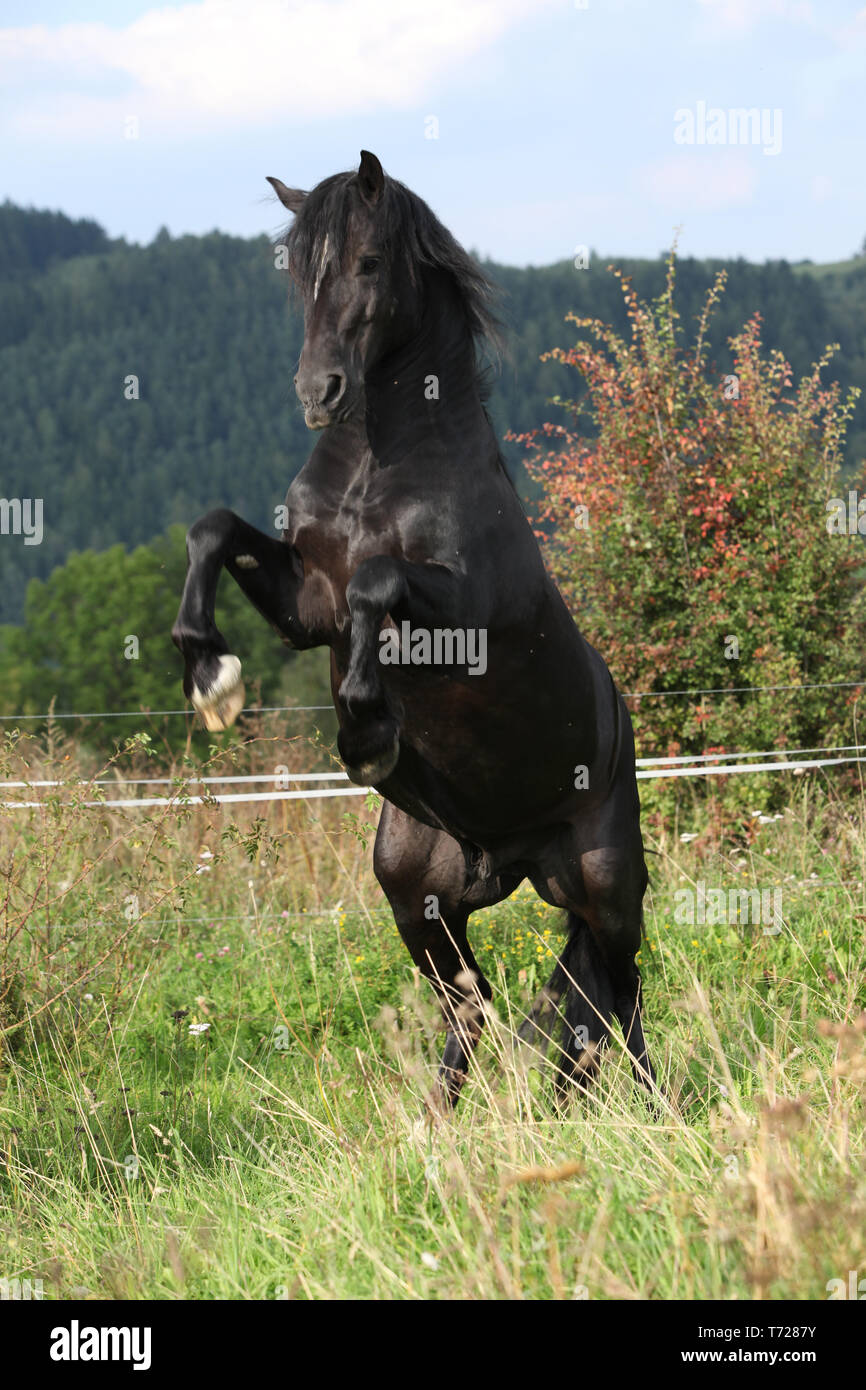 Prancing pony hi-res stock photography and images - Alamy