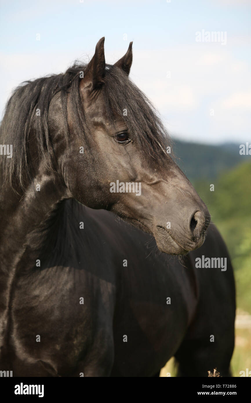 Beautiful black welsh cob on pasturage Stock Photo - Alamy