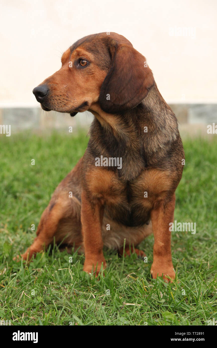 Alpine dachsbracke hi-res stock photography and images - Alamy