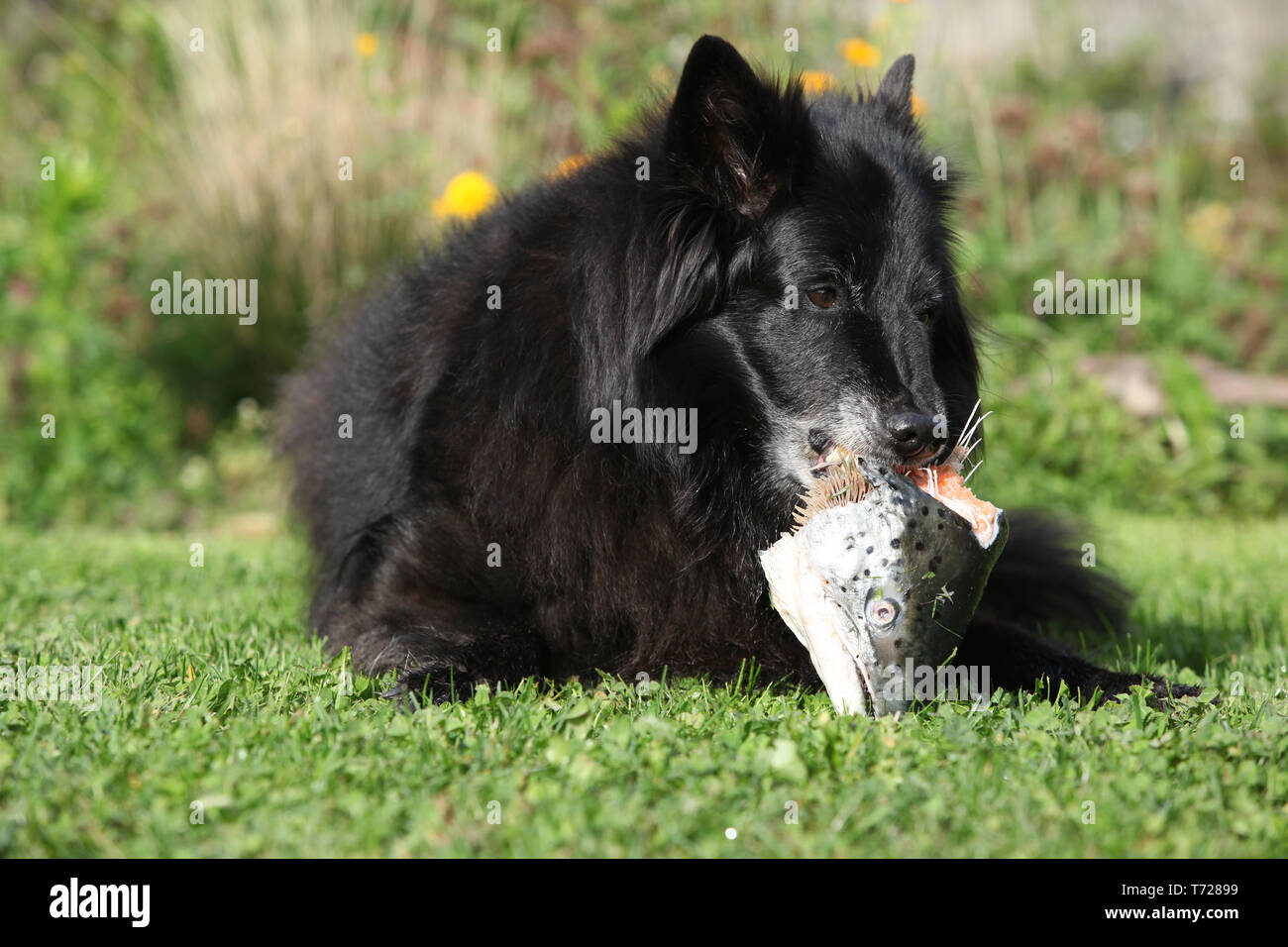Dog eating fish hi-res stock photography and images - Alamy