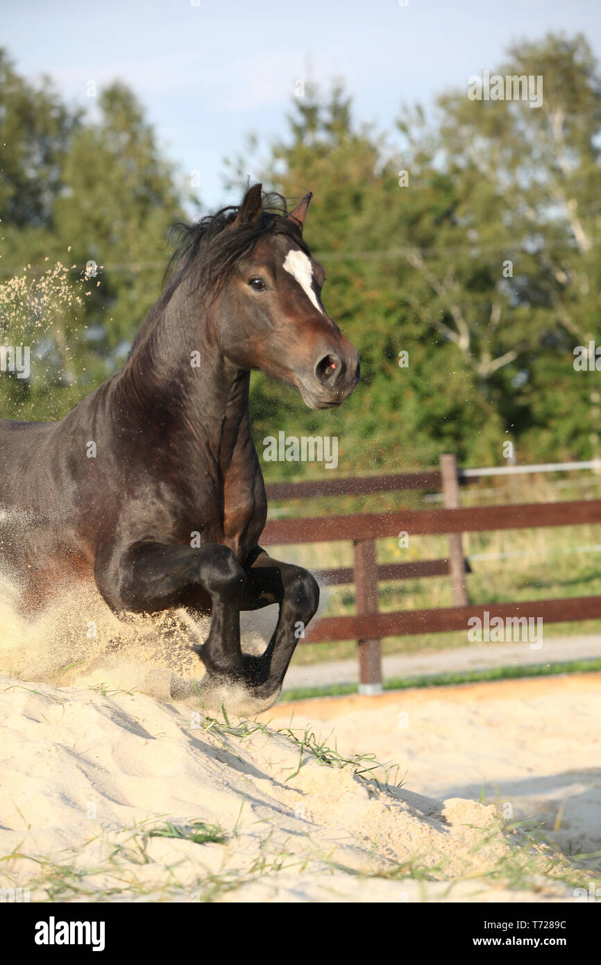 Gorgeous brown welsh cob jumping on the sand Stock Photo - Alamy
