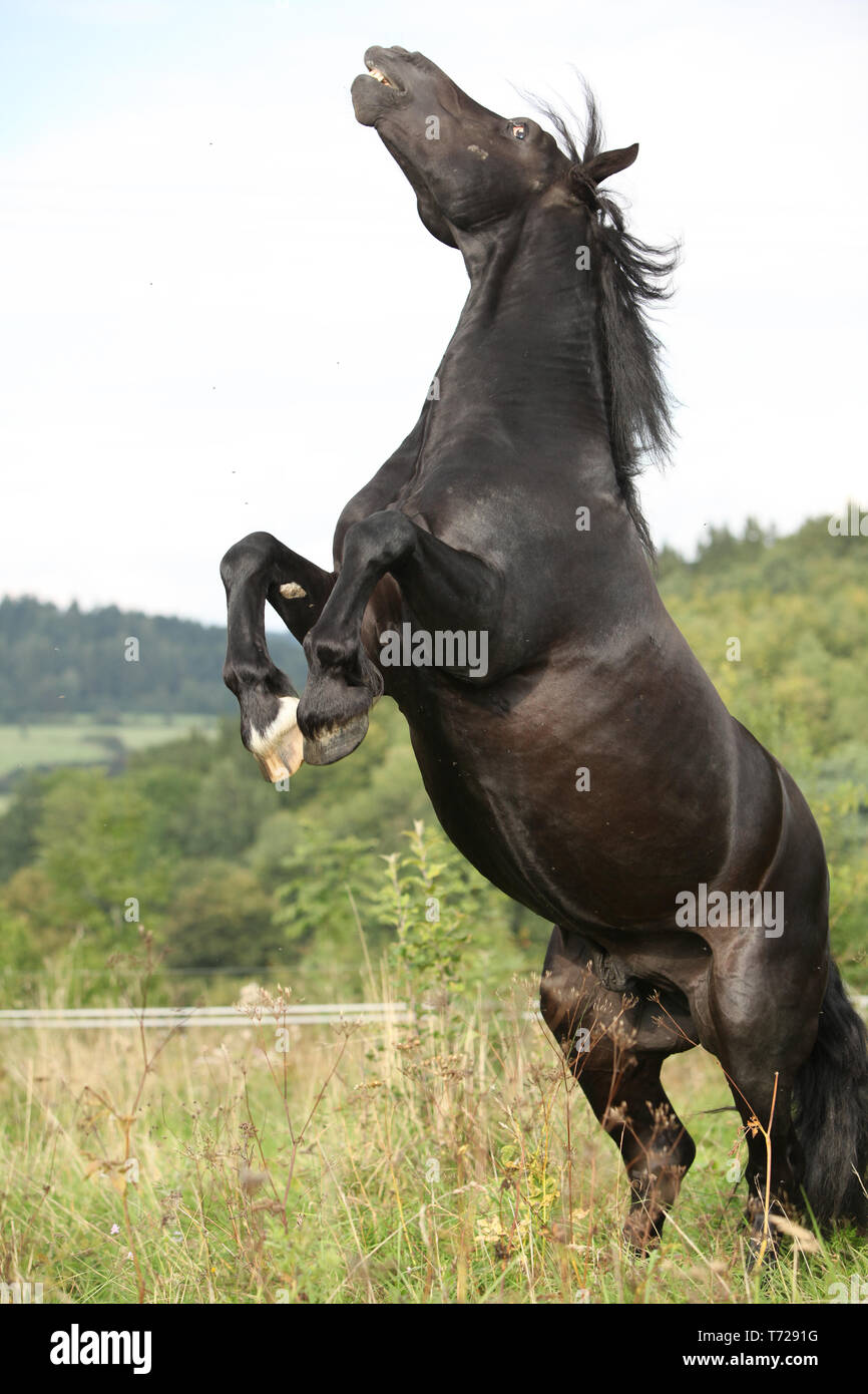 Angry horse hi-res stock photography and images - Alamy