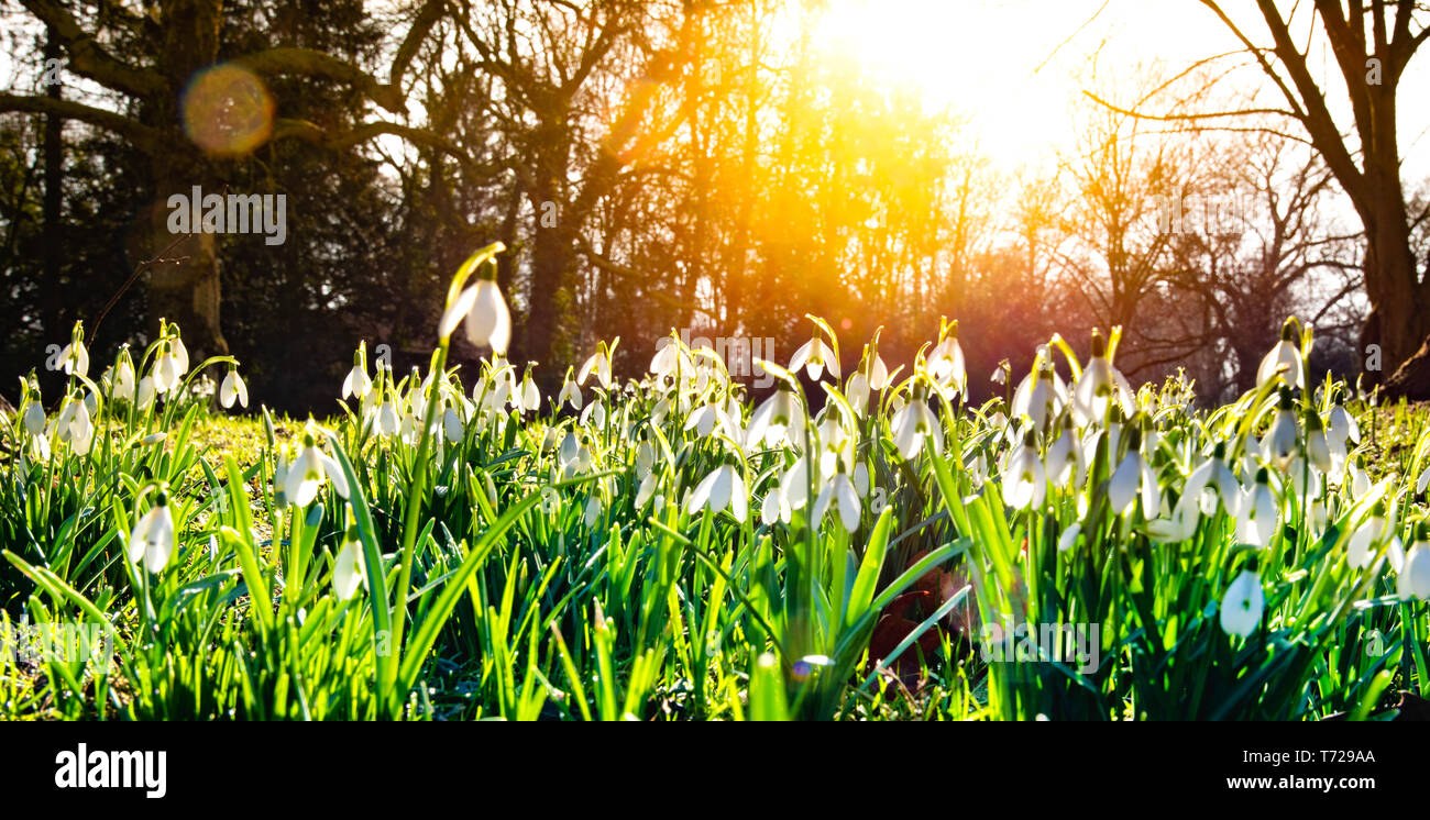 little snowdrop in the spring sun Stock Photo - Alamy