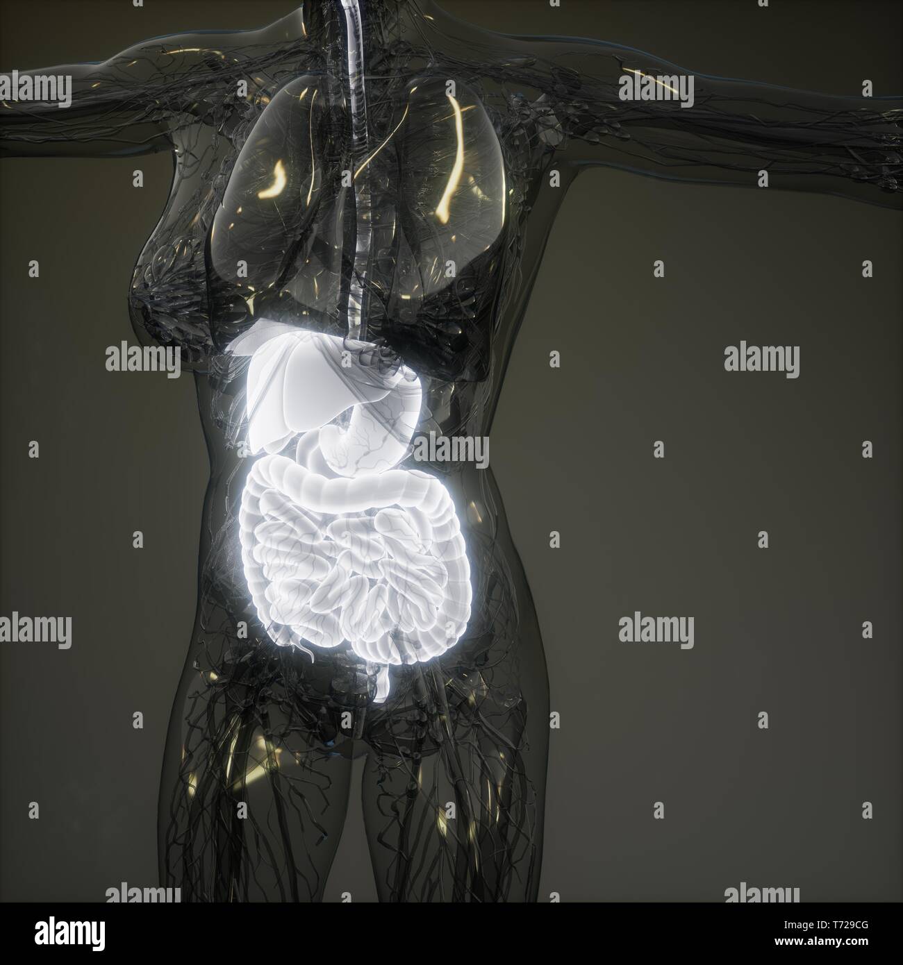3d illustration of human digestive system parts and functions Stock ...